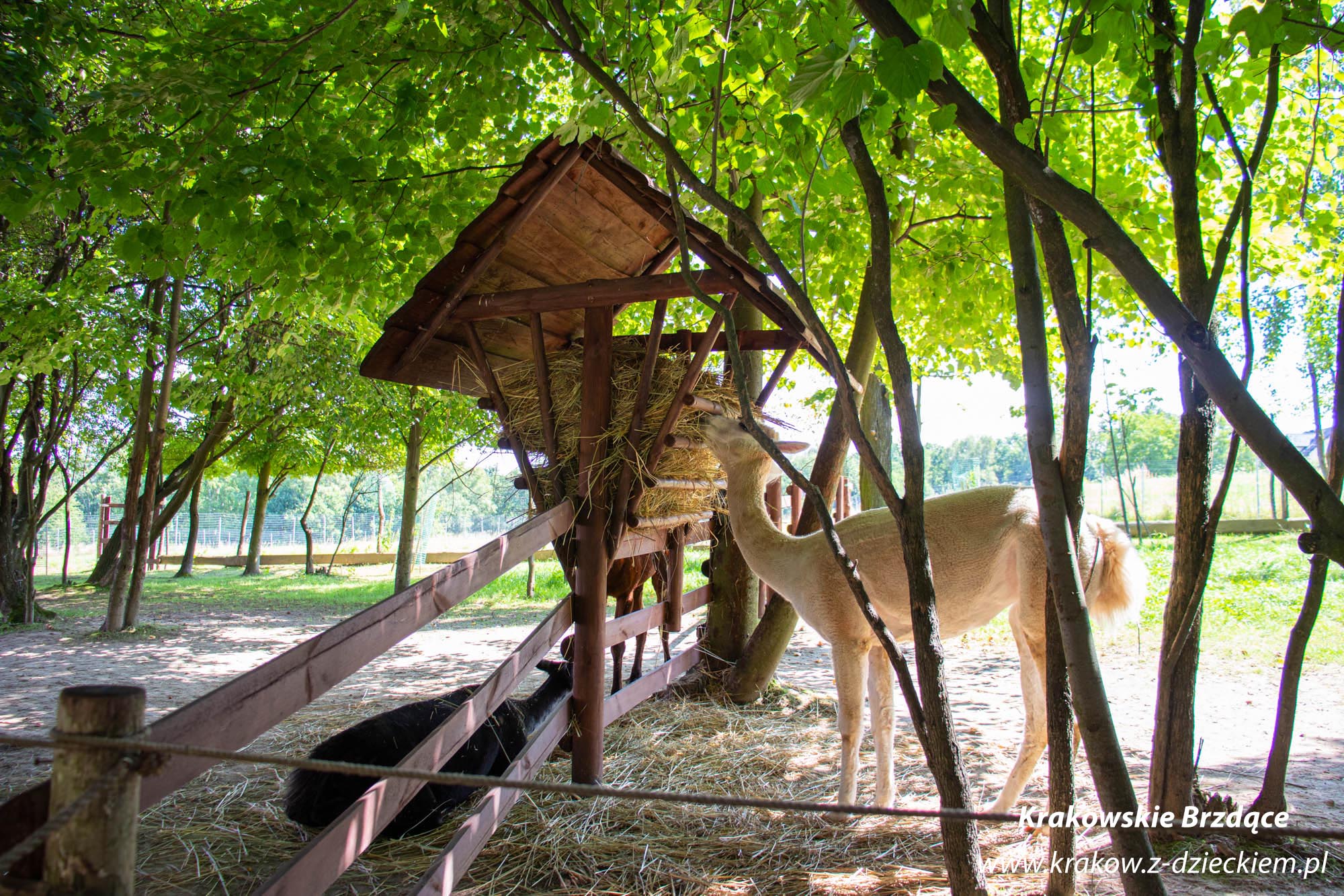 Alpaca Home - piękne alpaki i przyjemne miejsce do odpoczynku ...