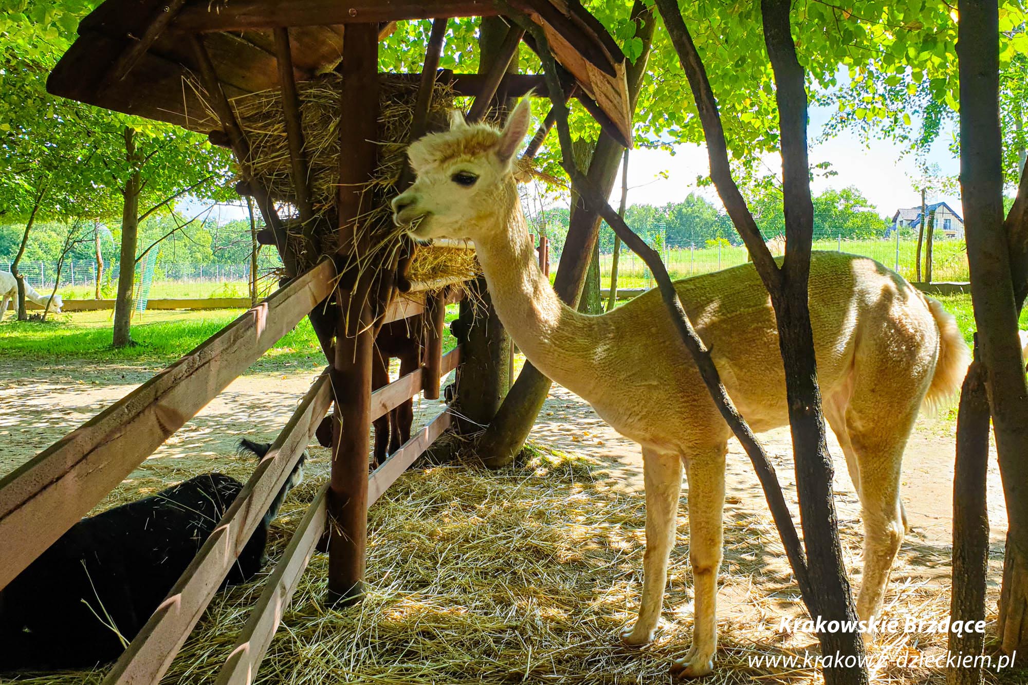 Alpaca Home - piękne alpaki i przyjemne miejsce do odpoczynku ...