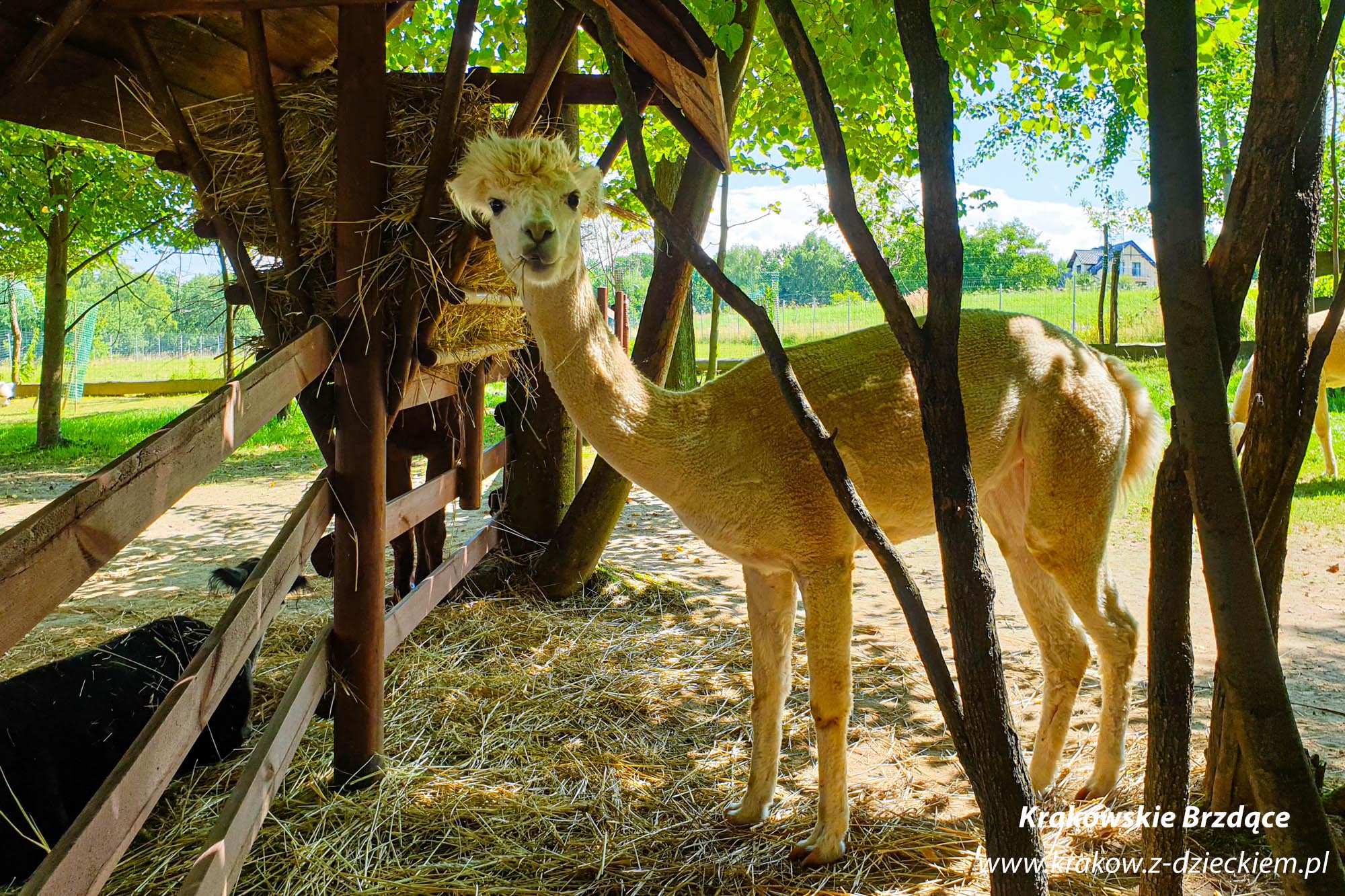 Alpaca Home - piękne alpaki i przyjemne miejsce do odpoczynku ...