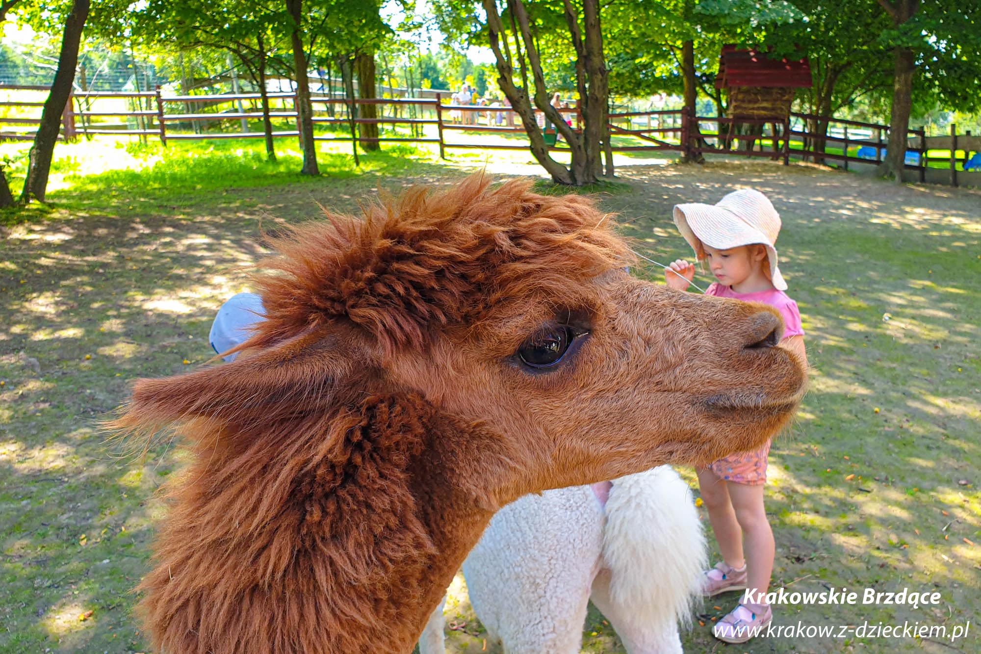 Alpaca Home - piękne alpaki i przyjemne miejsce do odpoczynku ...